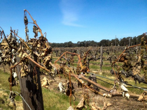 Severe frost wipes out many South Australian vineyards | VINEX - Bulk ...